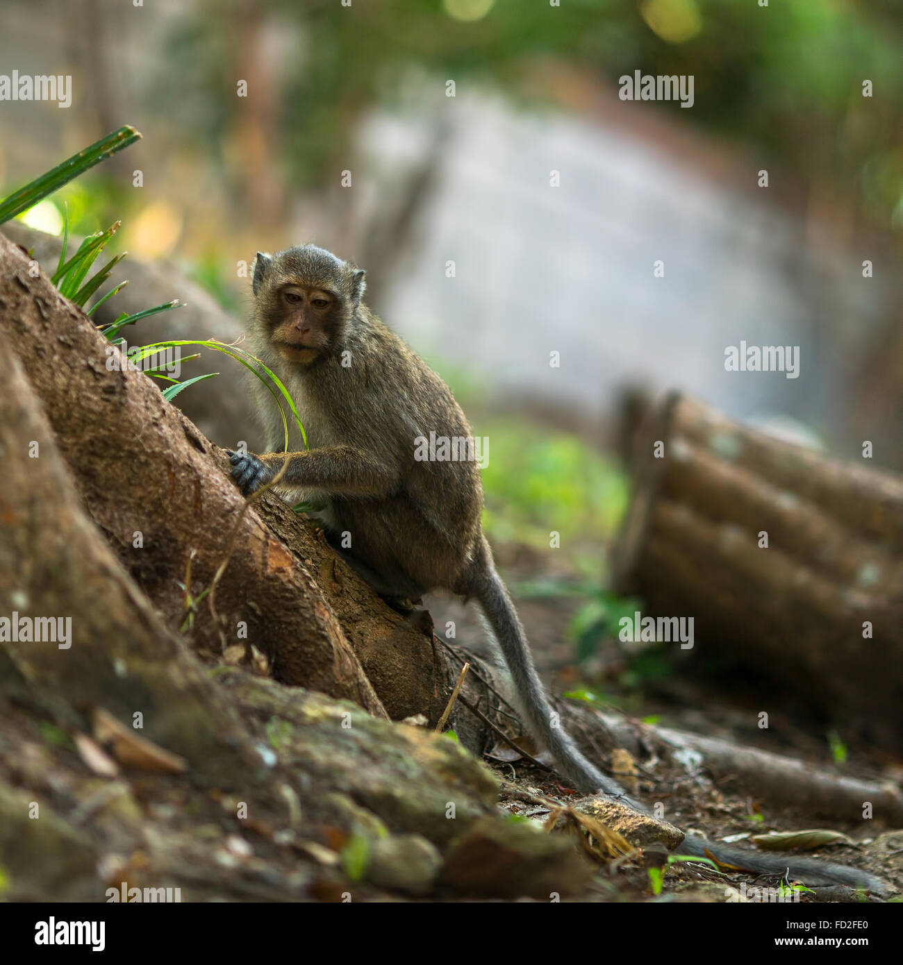 The monkey sitting on the roots of a tree. Southeast Asia Stock Photo ...