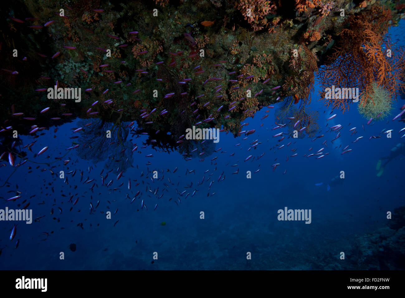 Schooling anthias fish under a coral ledge in Beqa Lagoon, Fiji Stock ...