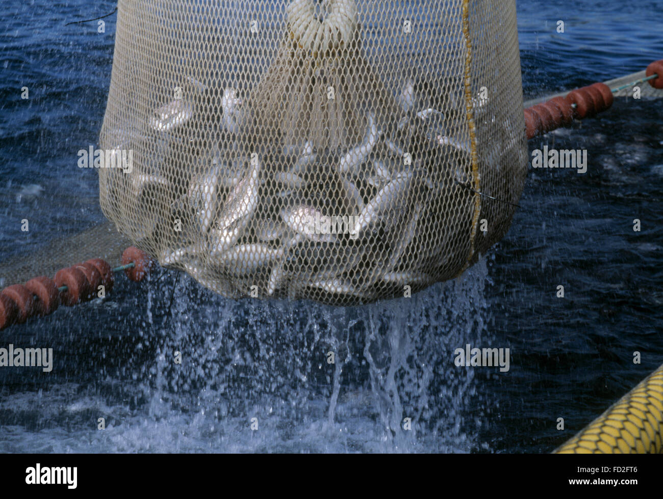 Sea bass farming in Saronikos, Greece Stock Photo - Alamy