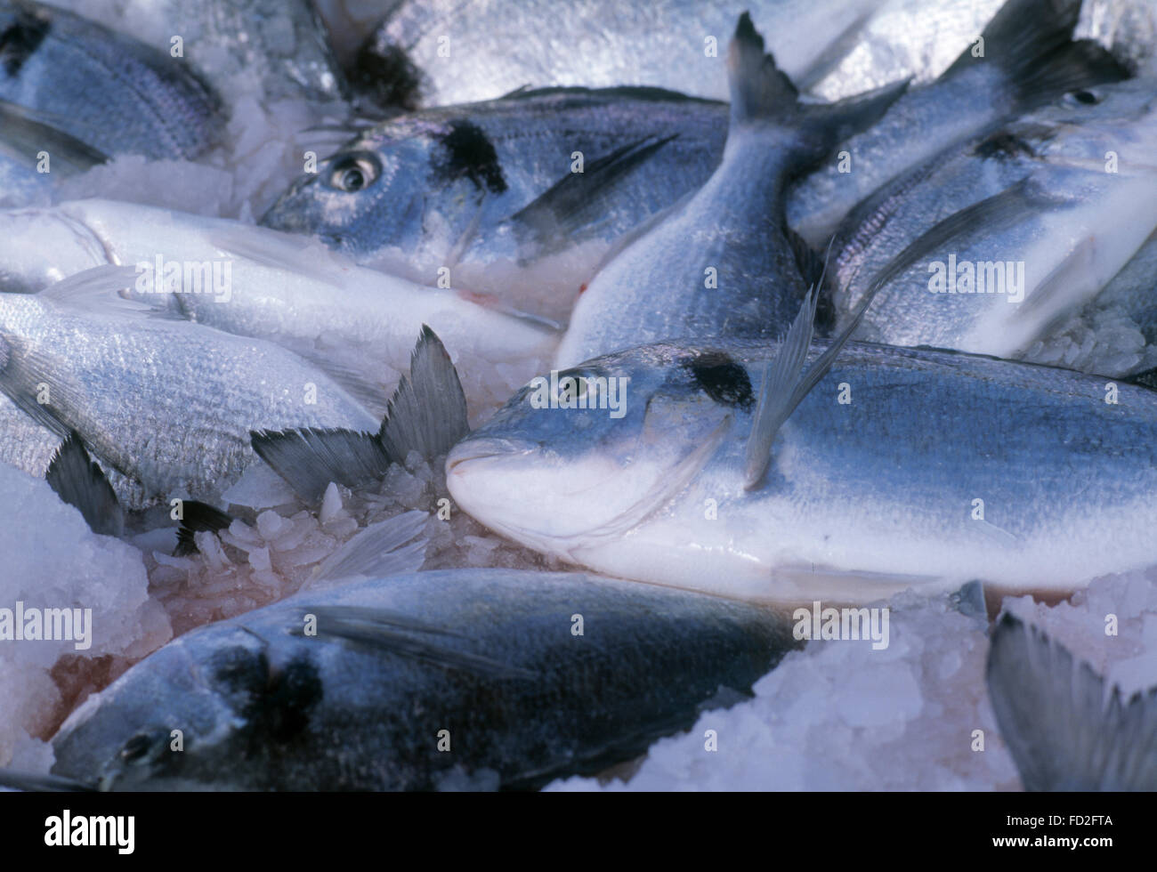Sea bass farming in Saronikos, Greece Stock Photo - Alamy