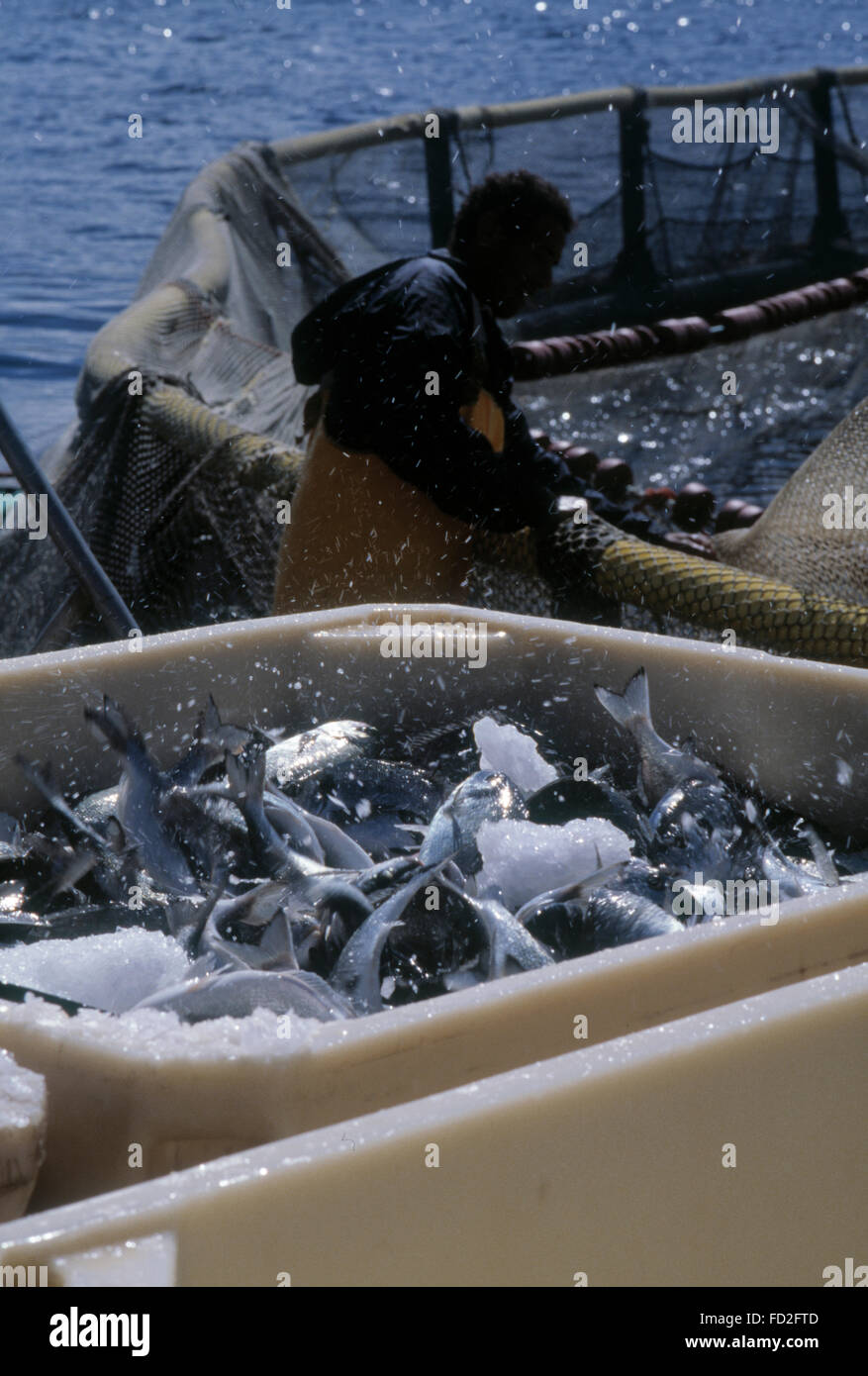 Sea bass farming in hi-res stock photography and images - Alamy