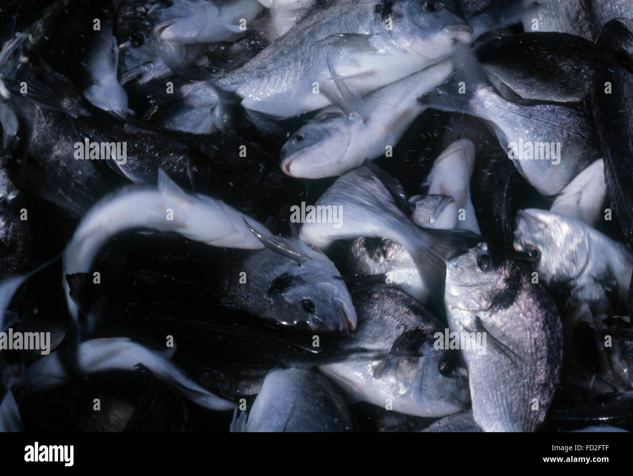 Sea bass farming in hi-res stock photography and images - Alamy