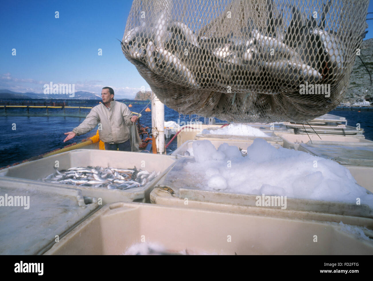 Sea bass farming in Saronikos, Greece Stock Photo - Alamy
