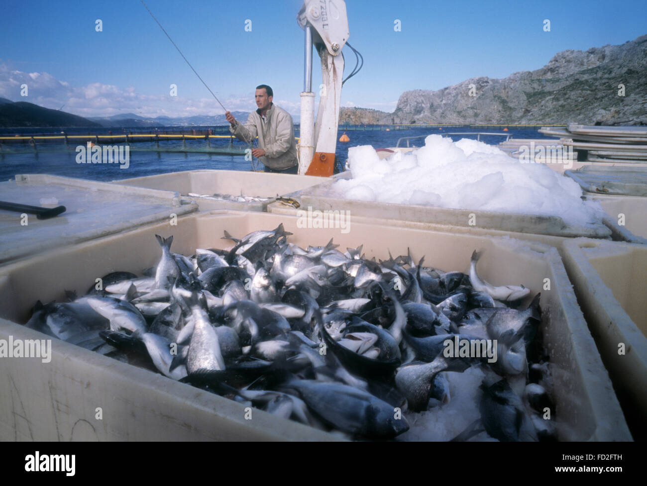 Sea bass farming in Saronikos, Greece Stock Photo - Alamy