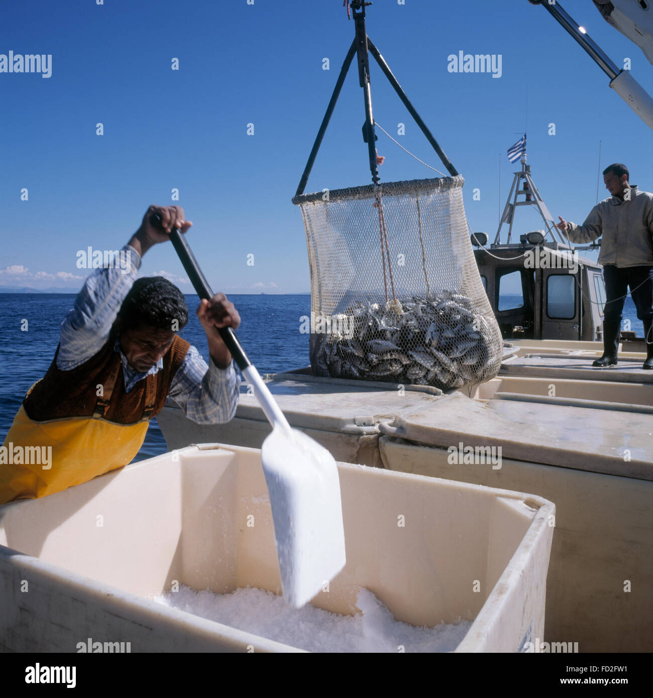 Prem Singh preparing ice for farmed sea bass and bream saronikos ...