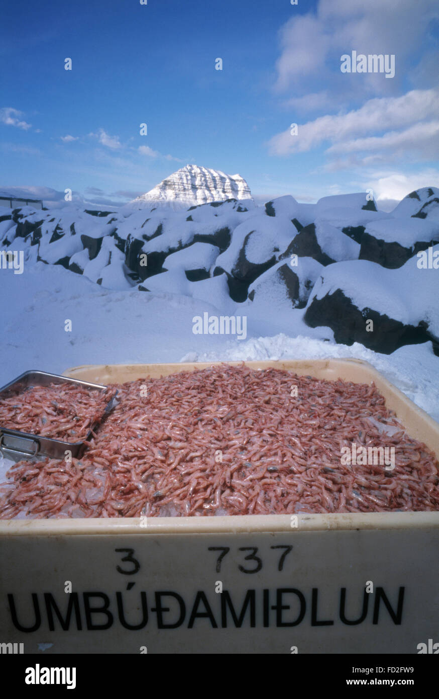 Cod and cold water prawn fishing in Grundarfjordur Iceland Stock Photo ...