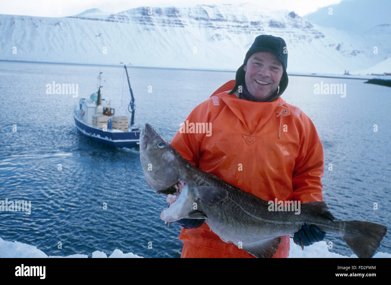 Cod and cold water prawn fishing in Grundarfjordur Iceland Stock Photo ...