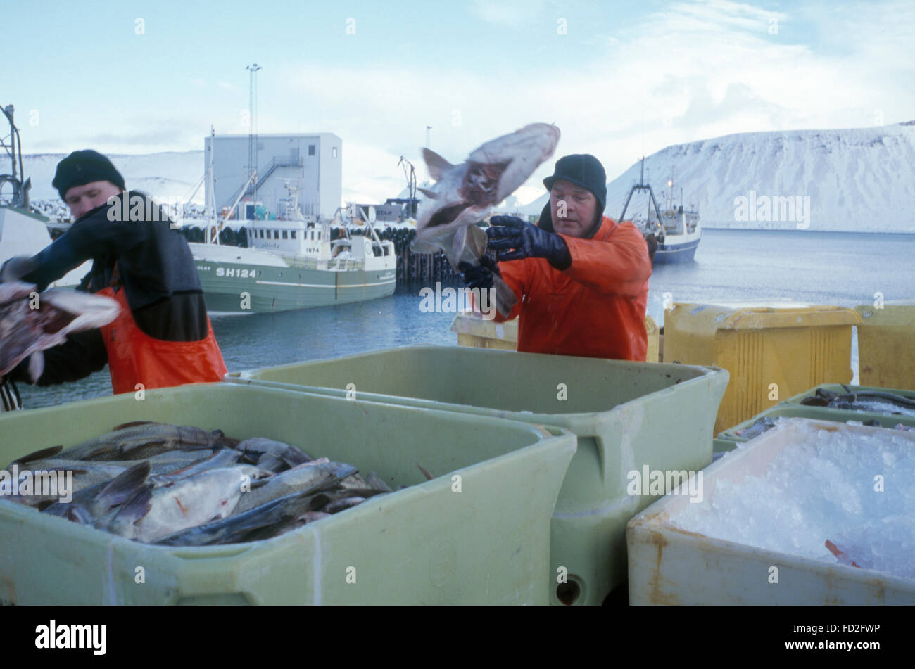 Cod and cold water prawn fishing in Grundarfjordur Iceland Stock Photo ...