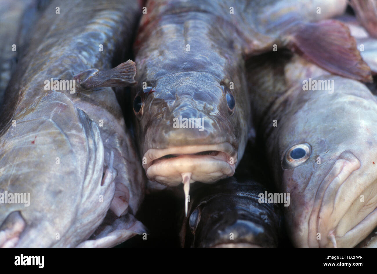 Gadidae fish hi-res stock photography and images - Alamy