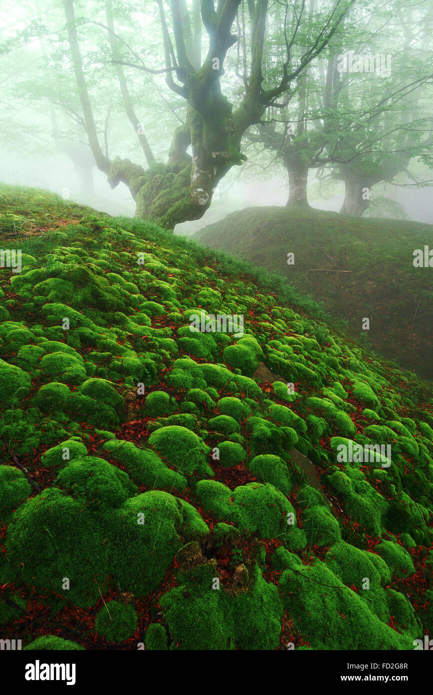 magic forest with moss bubbles and fog Stock Photo - Alamy