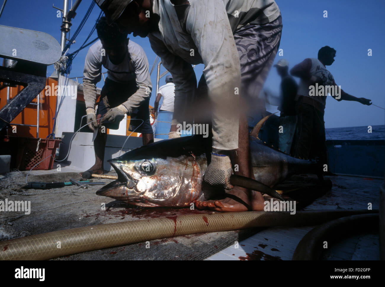 Yellow fin tuna fisherman in the Indian Ocean off the coast Beruwala ...