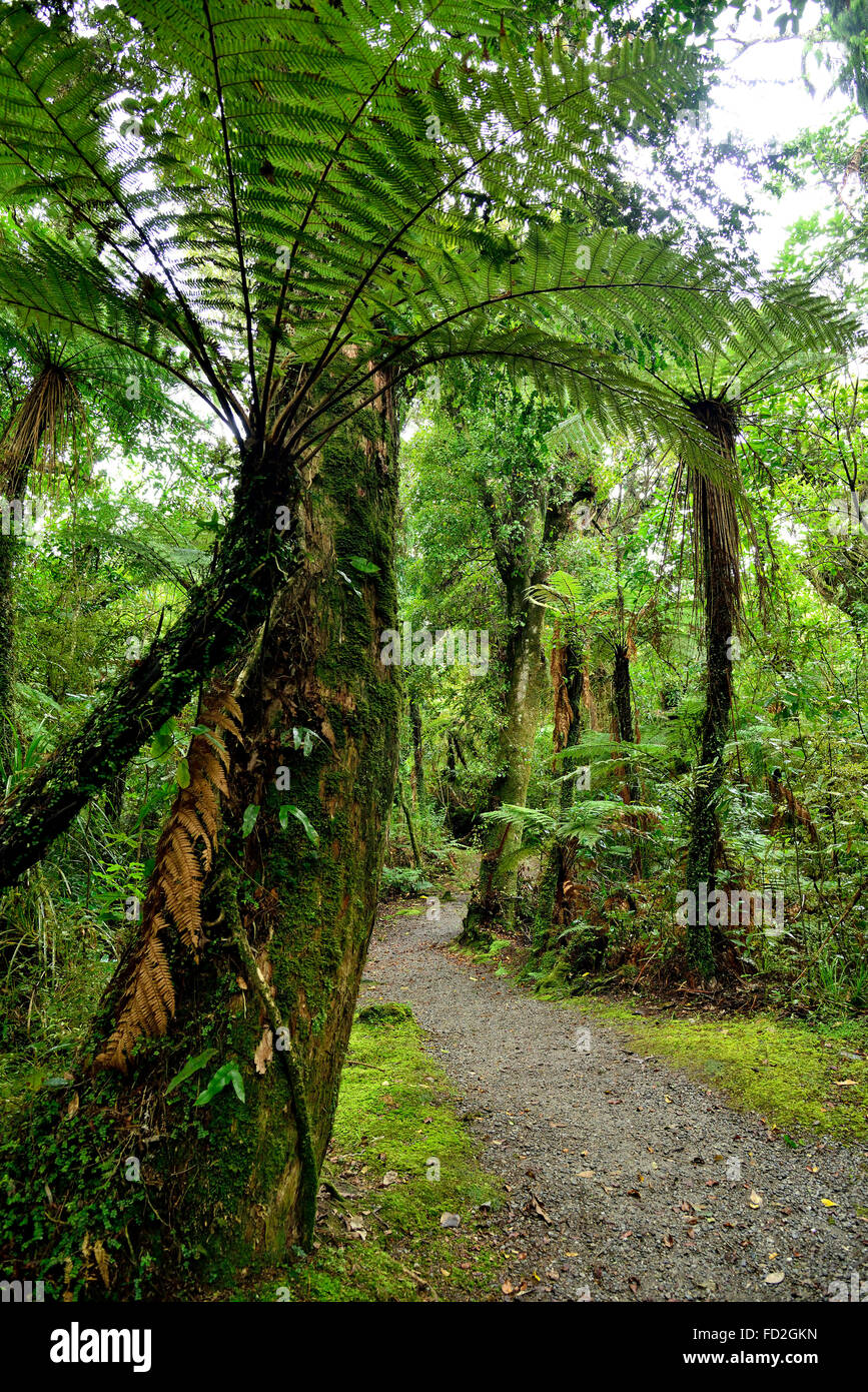 Typical tree ferns & bush trails west coast South Island, New Zealand ...