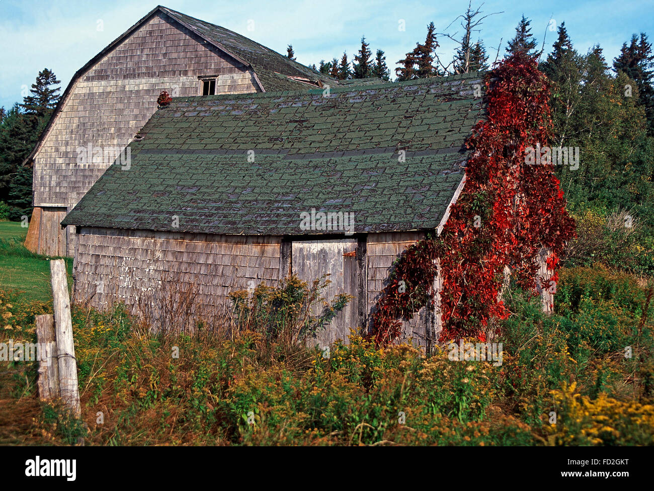 An old barn covered in Virginia Creeper vine,Prince Edward Island Stock ...