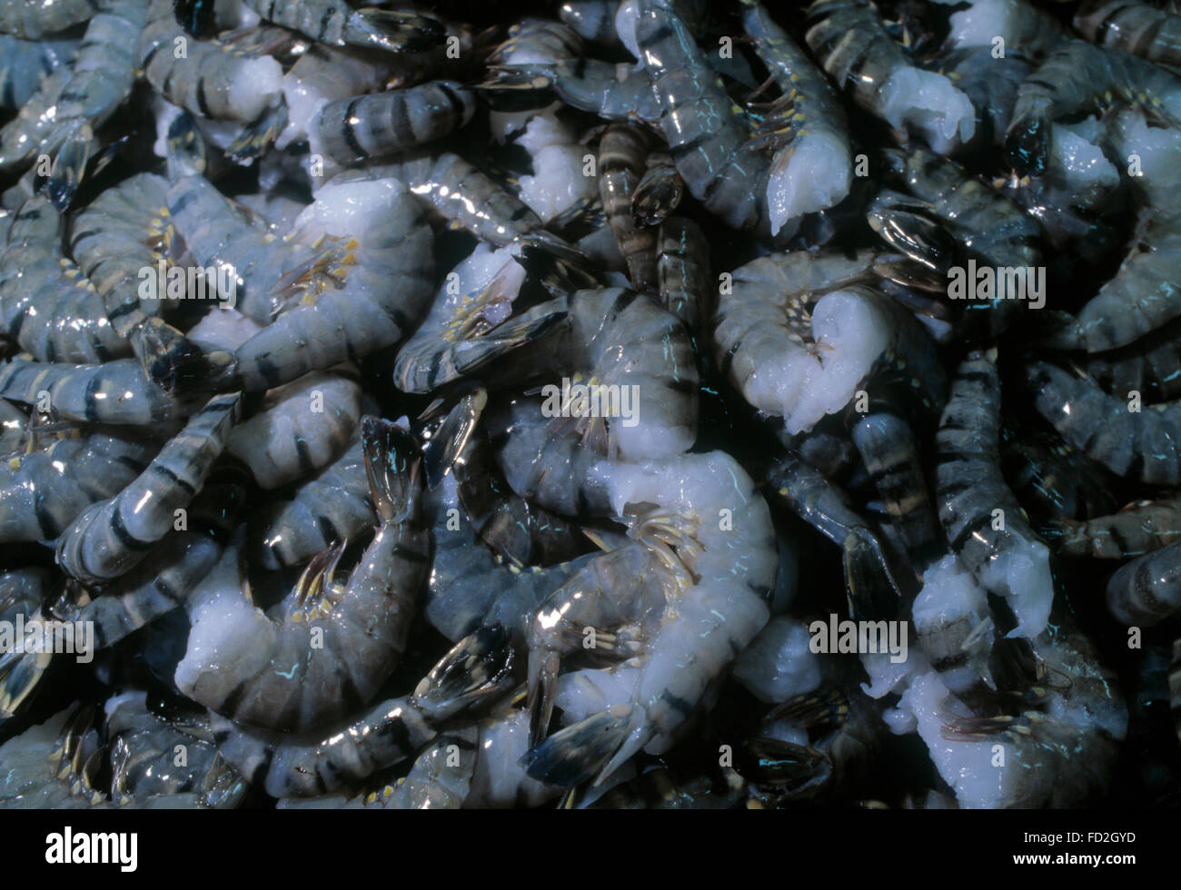 Shrimp prawn Processing factory Truc Anh Company - Thi Xa Bac Lieu ...