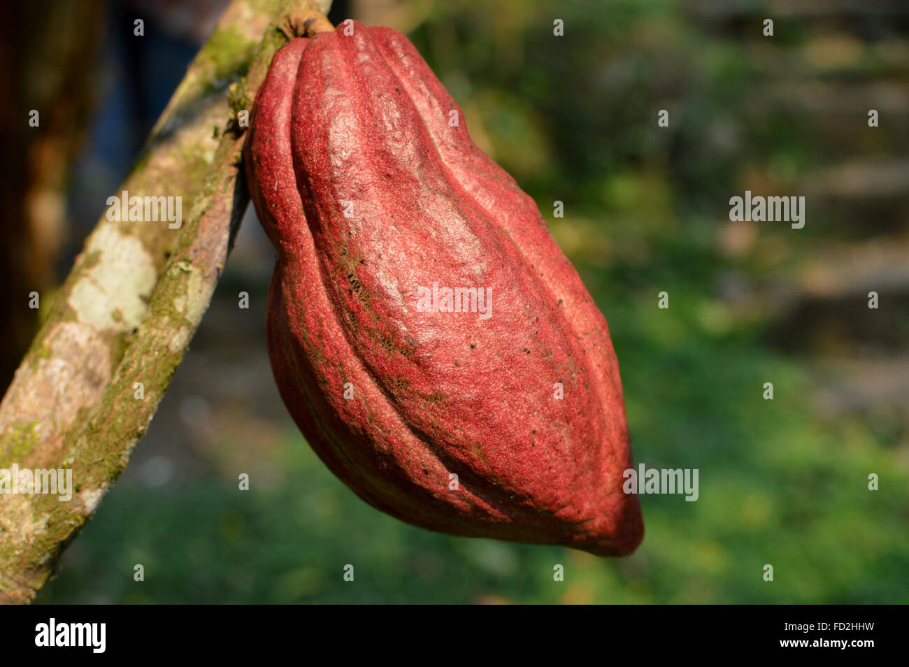 Cocoa on tree trunk hi-res stock photography and images - Alamy