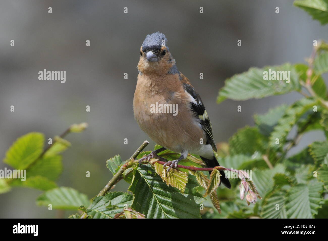 Male hobby bird hi-res stock photography and images - Alamy