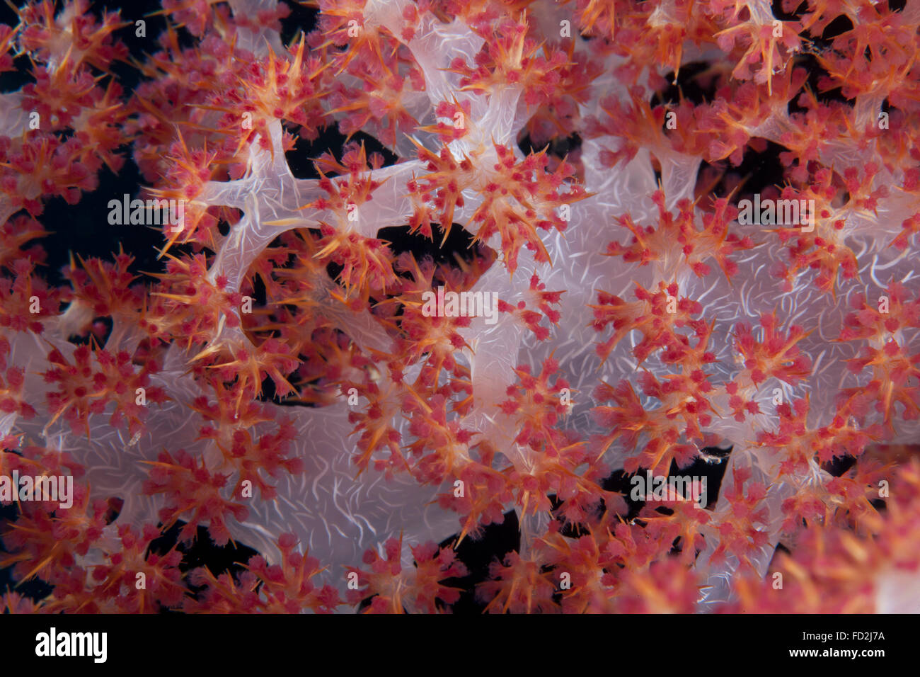 Red tree coral (Dendronephthya) on a Fijian reef Stock Photo - Alamy