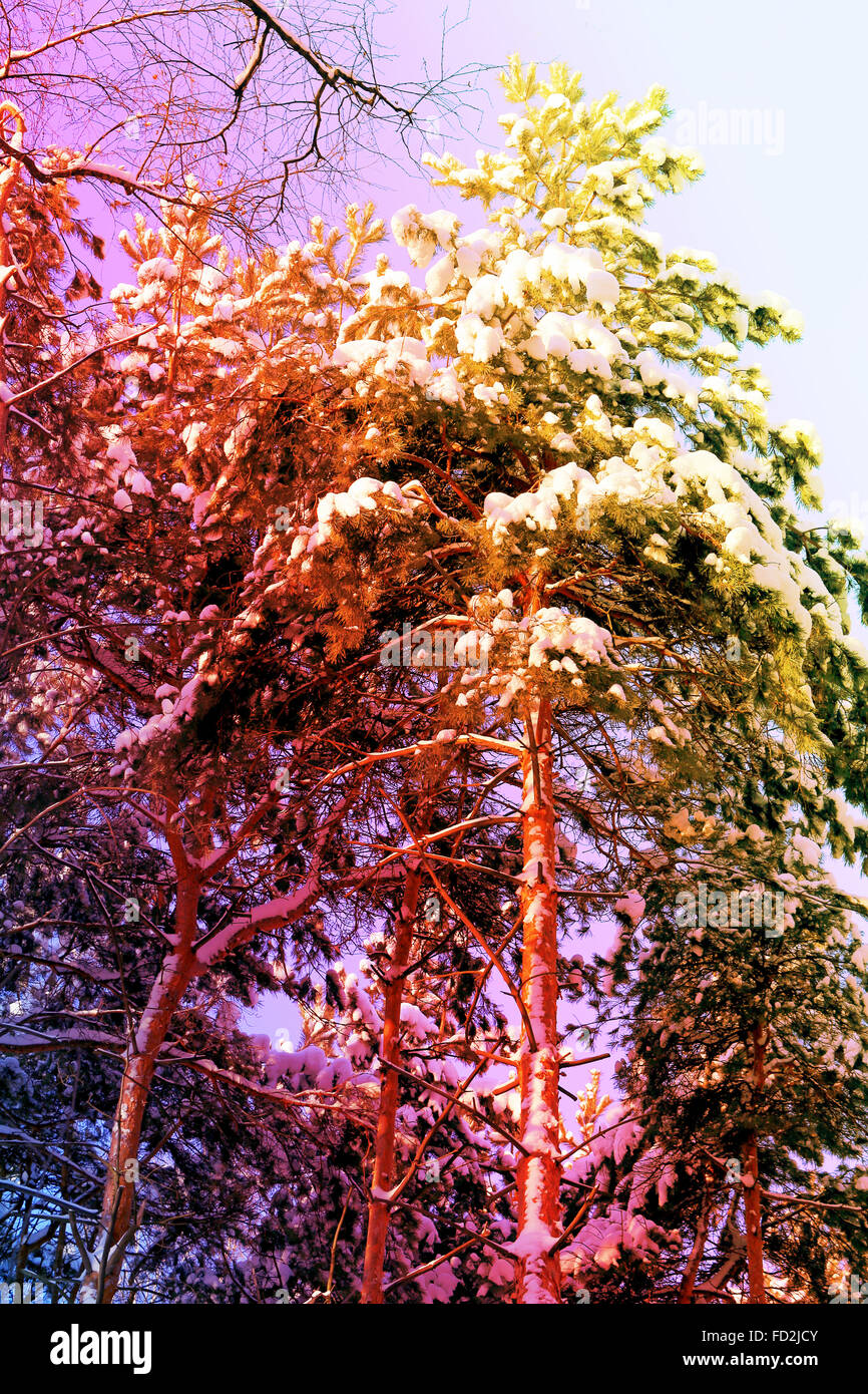 Sunset bright sun in the forest photographed close up of the tree on ...