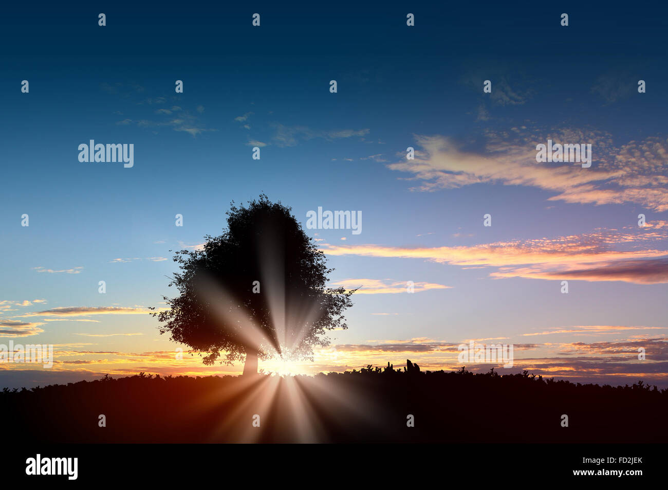 Natural scene with silhouette of tree against sunset light Stock Photo ...
