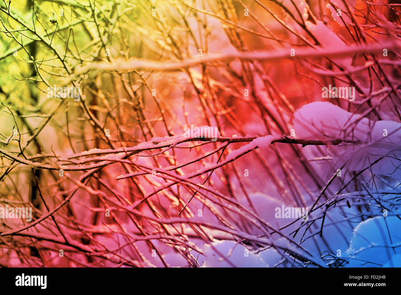Sunset bright sun in the forest photographed close up of the tree on ...