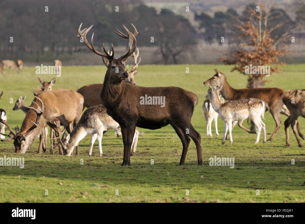 Tatton park cheshire hi-res stock photography and images - Alamy