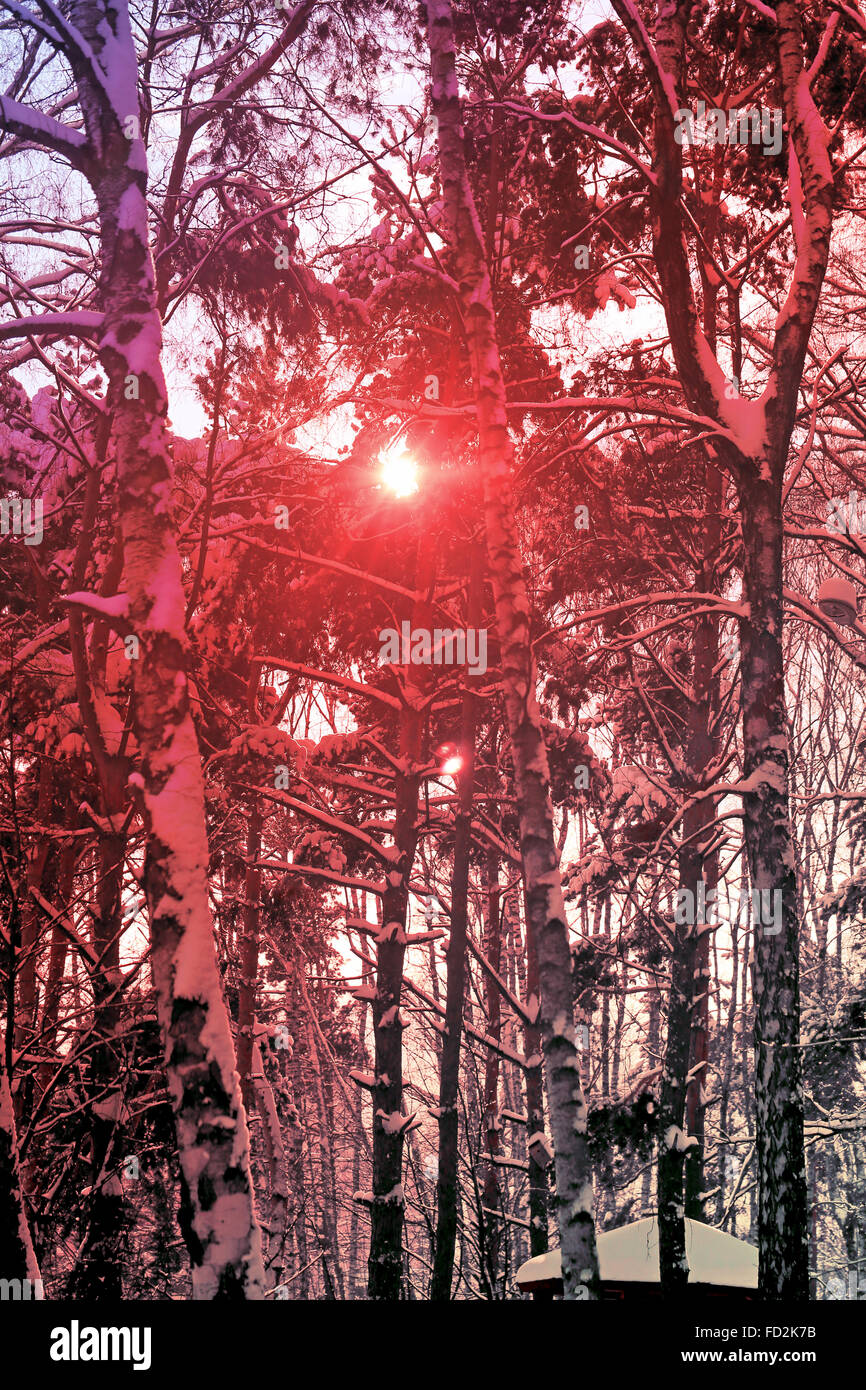 Sunset bright sun in the forest photographed close up of the tree on ...
