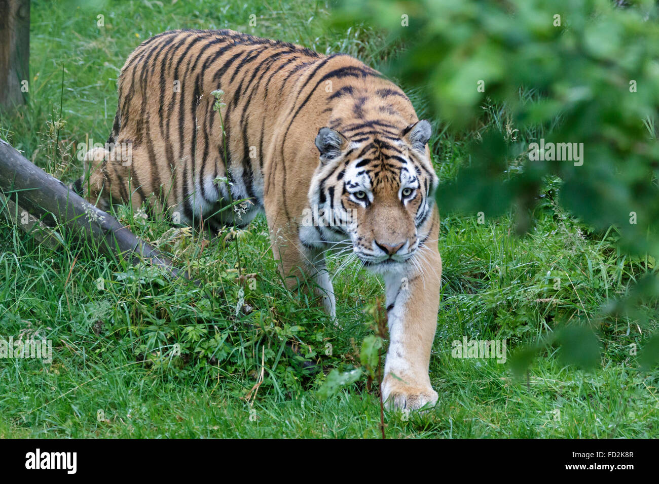 Siberian Tiger (Panthera tigris altaica) or Amur Tiger Stock Photo - Alamy