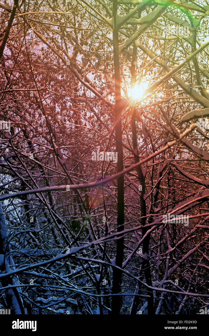Sunset bright sun in the forest photographed close up of the tree on ...