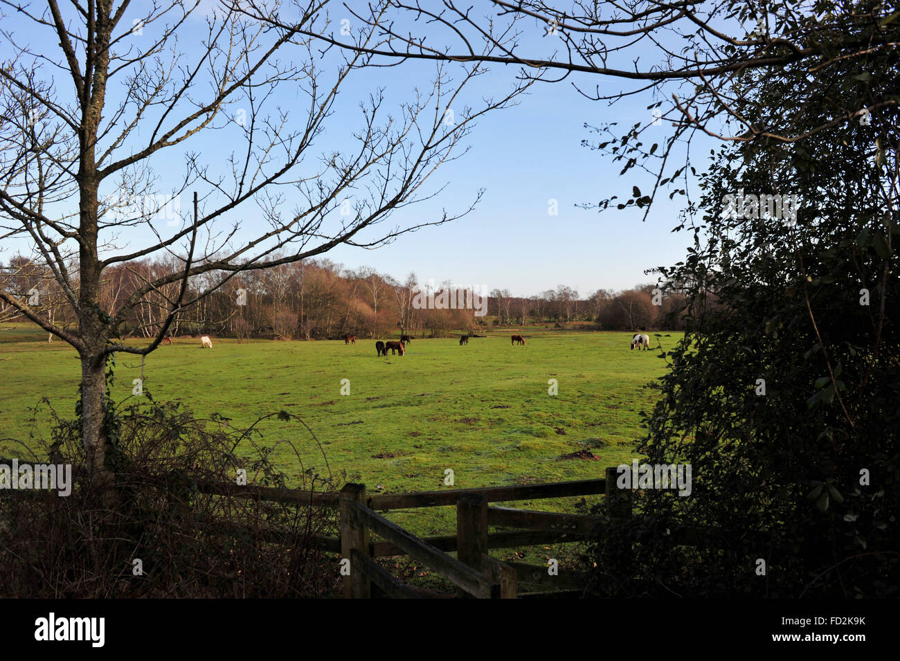 New Forest ponies grazing in a wet flooded field at Lyndhurst Hampshire ...