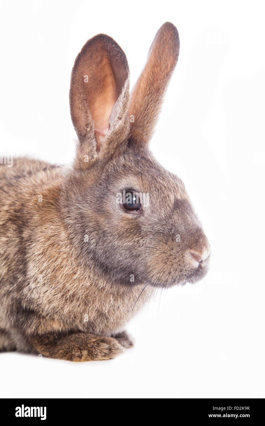 Cute fuzzy animal hi-res stock photography and images - Alamy