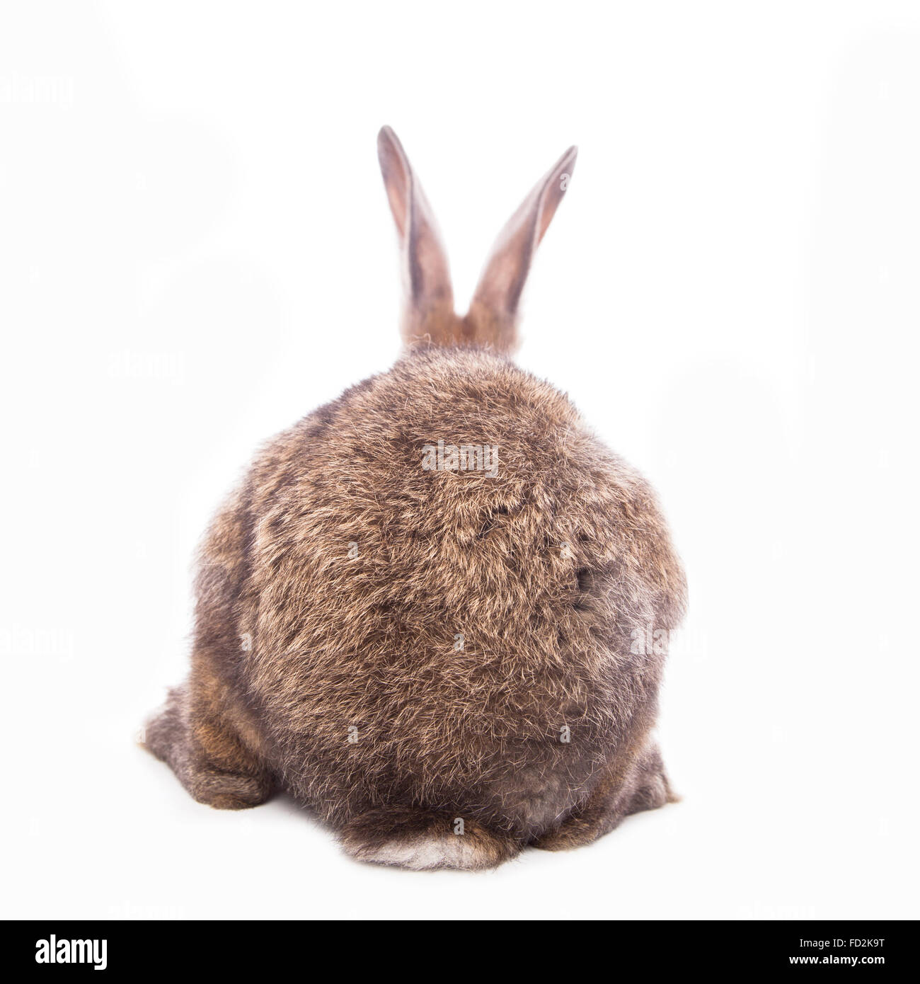 Cute little grey puppy Cut Out Stock Images & Pictures - Alamy