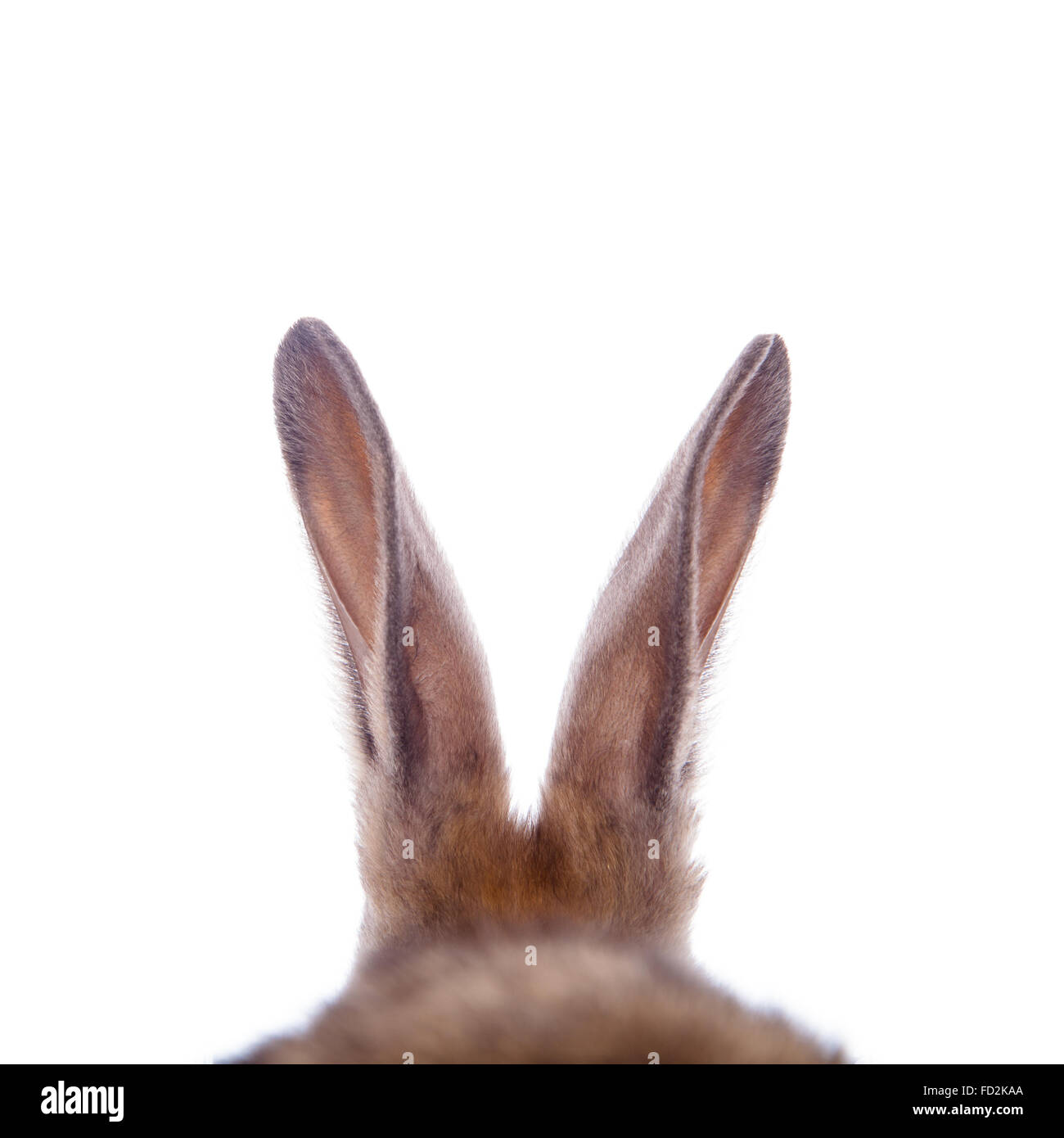 White brown rabbits hi-res stock photography and images - Alamy