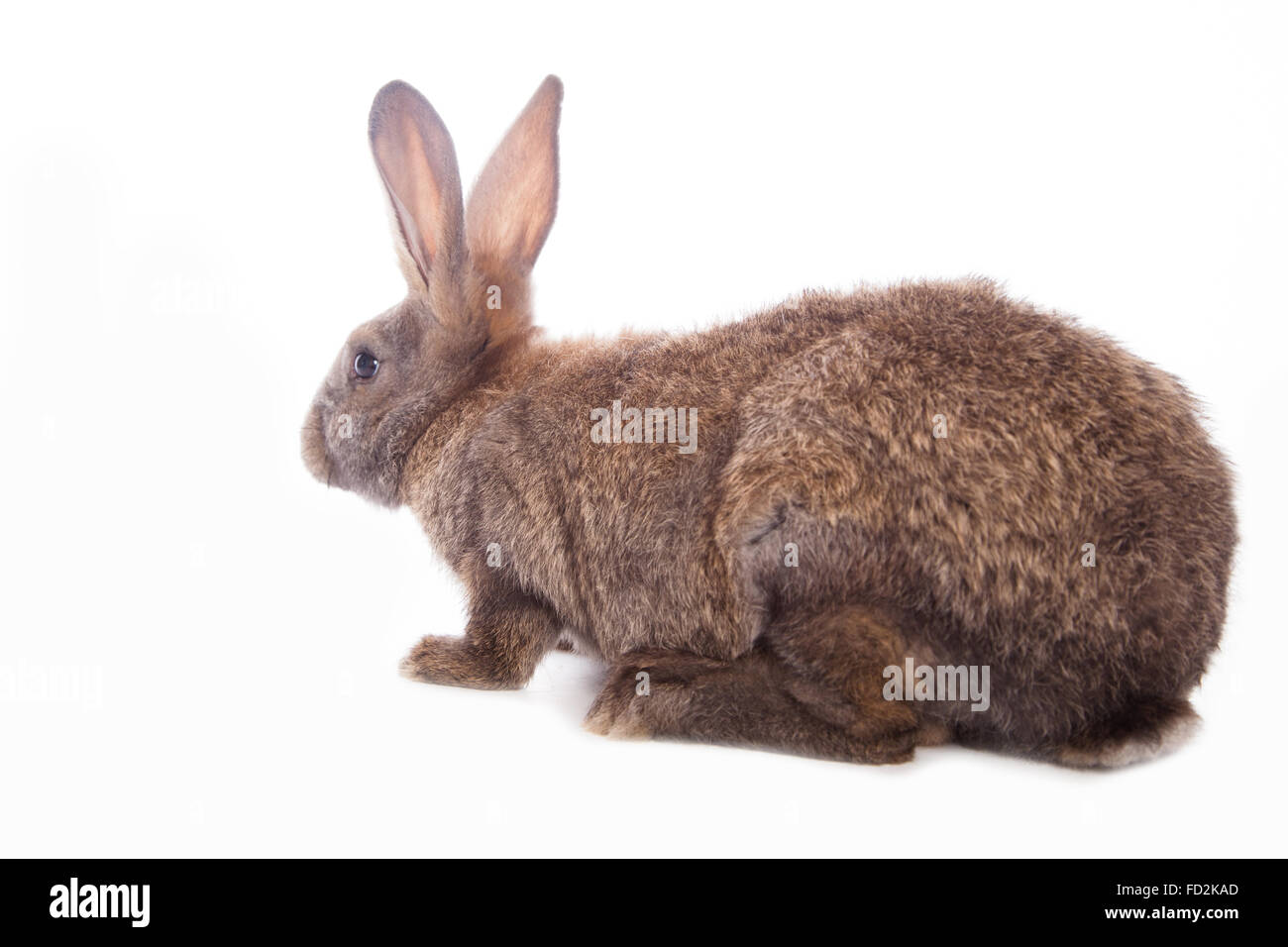 Little cute white rabbit Cut Out Stock Images & Pictures - Alamy