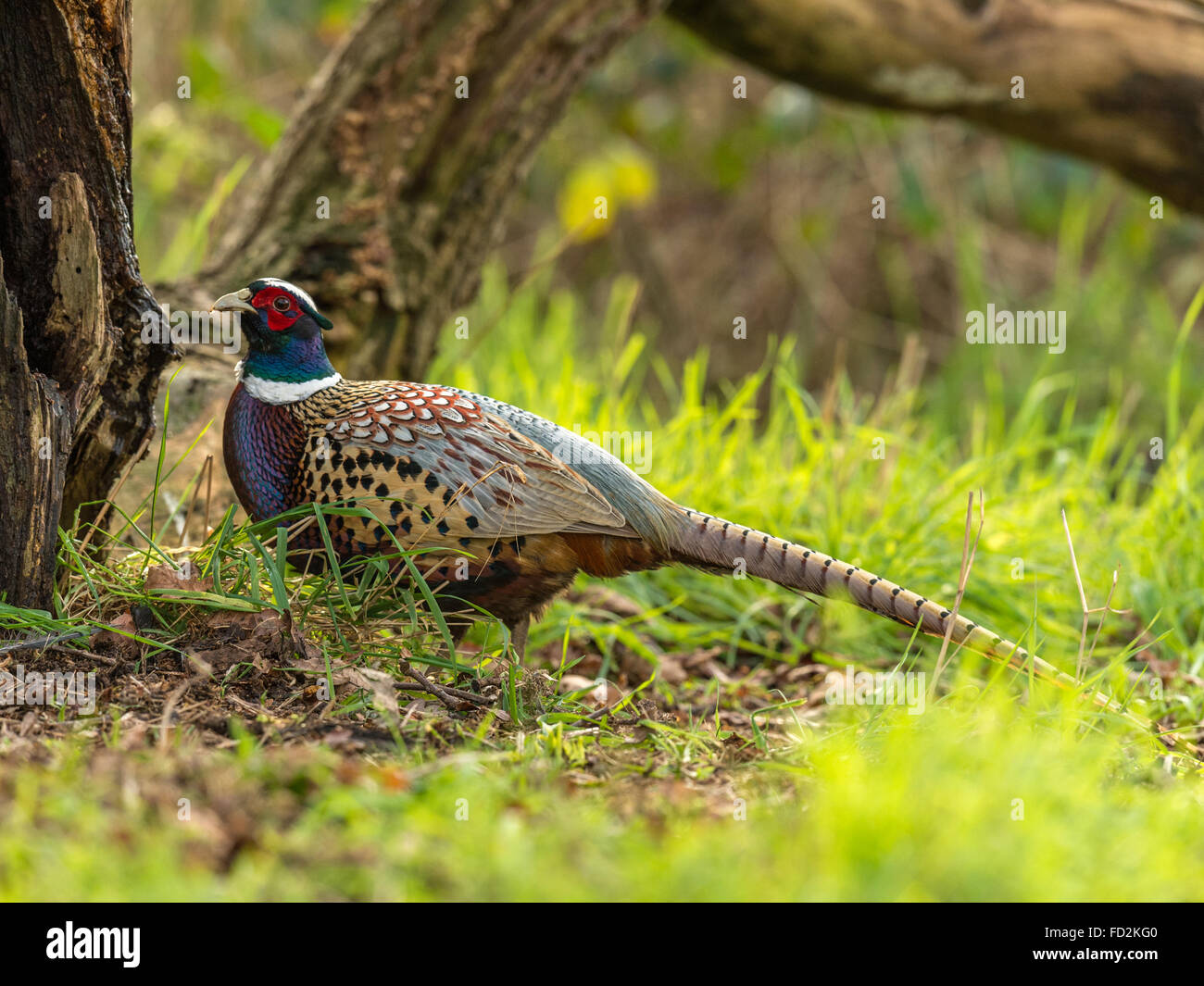 Beautiful Male Ring-necked Pheasant (Phasianus colchicus) foraging in ...