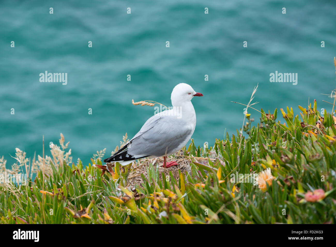 New Zealand, South Island, Dunedin, Otago Peninsula. Red-billed gull ...