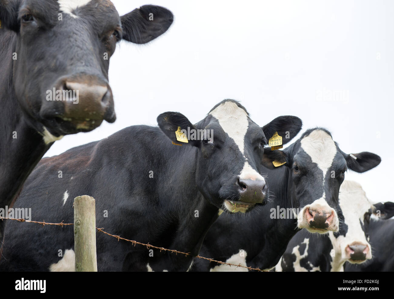 Dairy cows in a field looking over a fence Stock Photo - Alamy