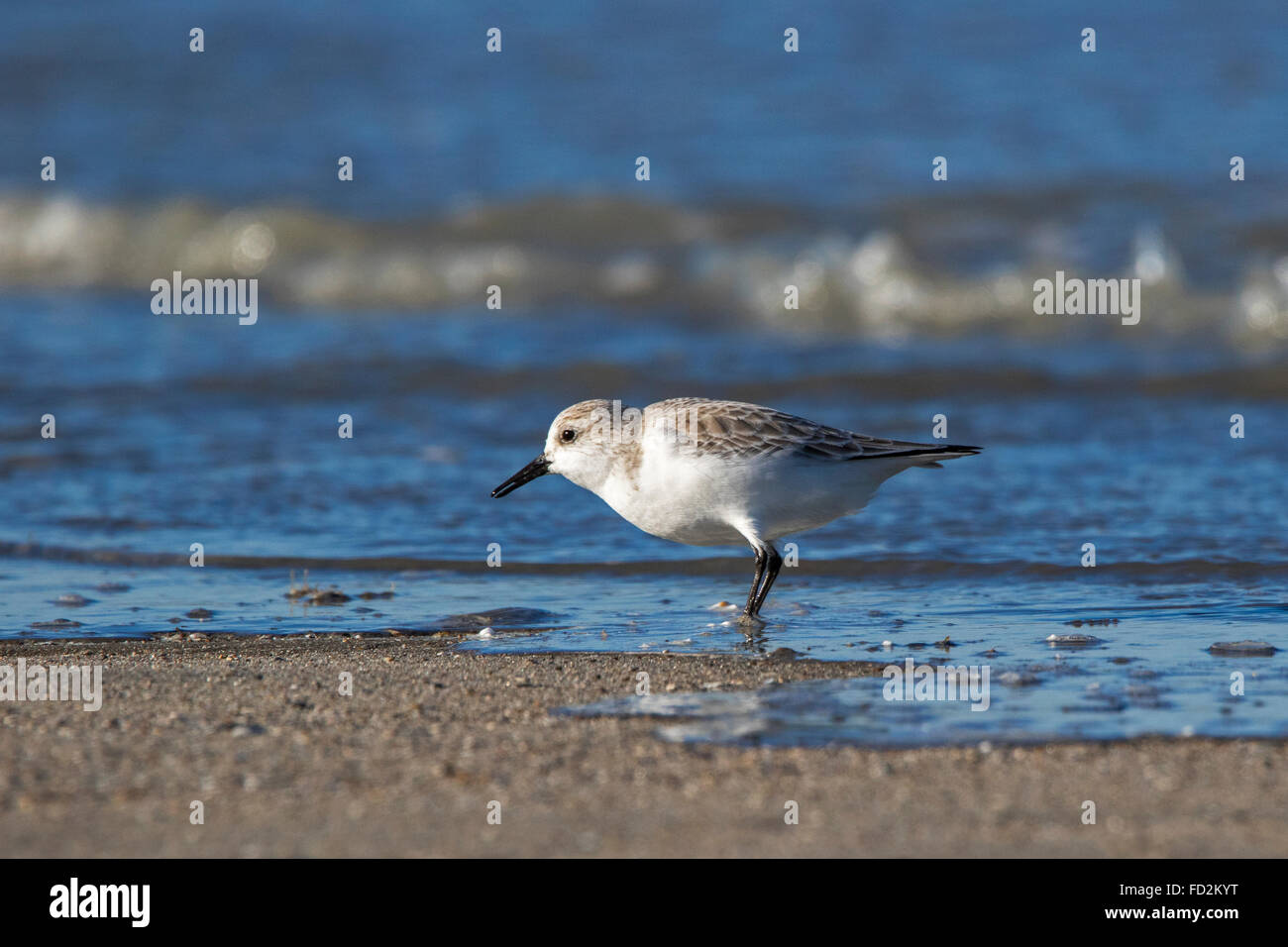 Sanderling (Calidris alba) in non-breeding plumage running along the ...