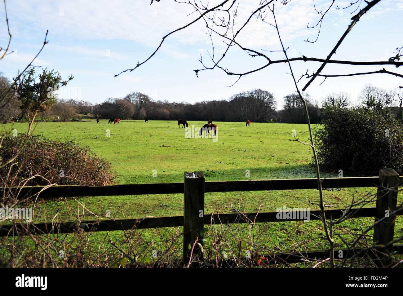New Forest ponies grazing in a wet flooded field at Lyndhurst Hampshire ...