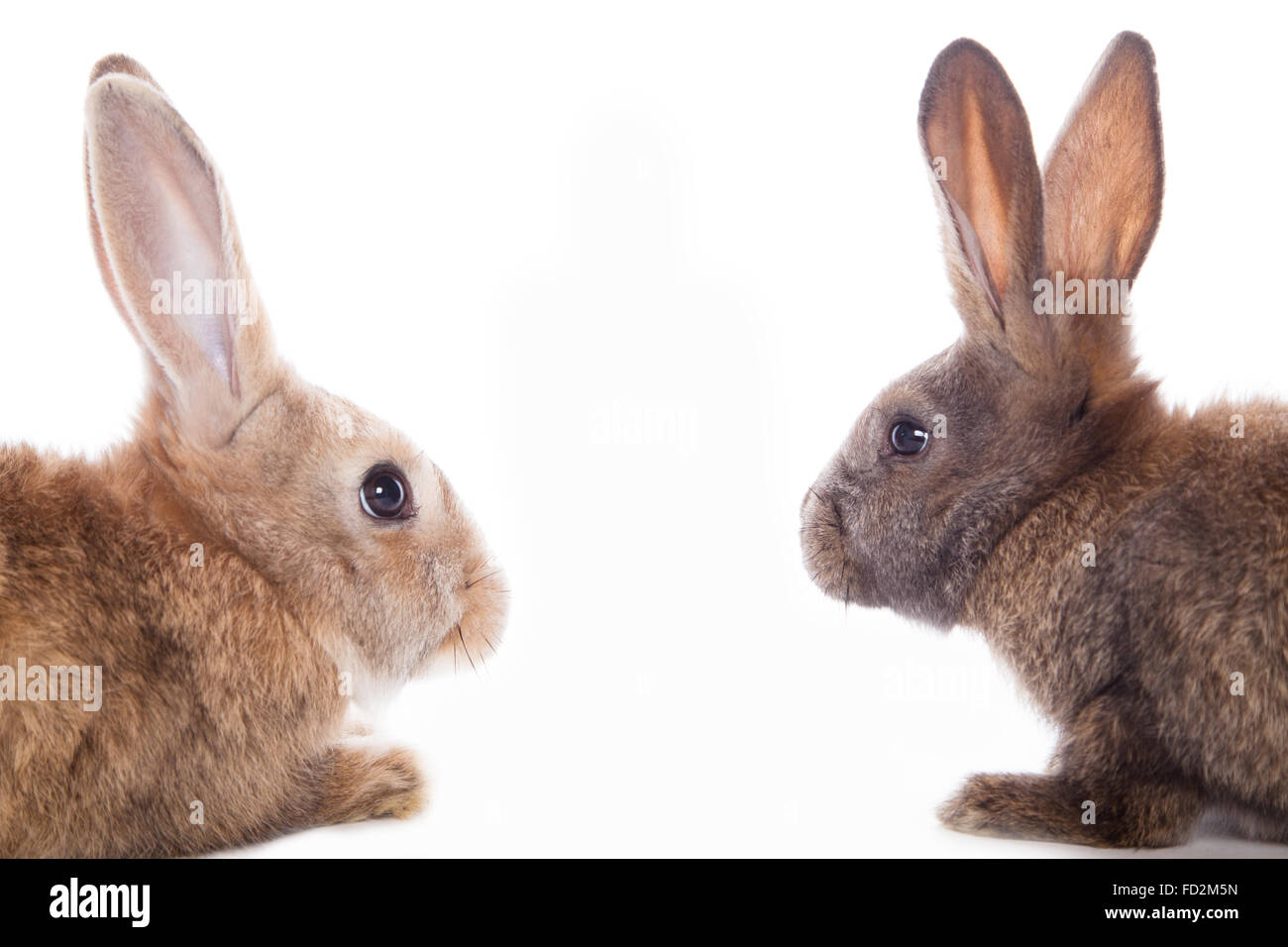 Pets cute hi-res stock photography and images - Alamy