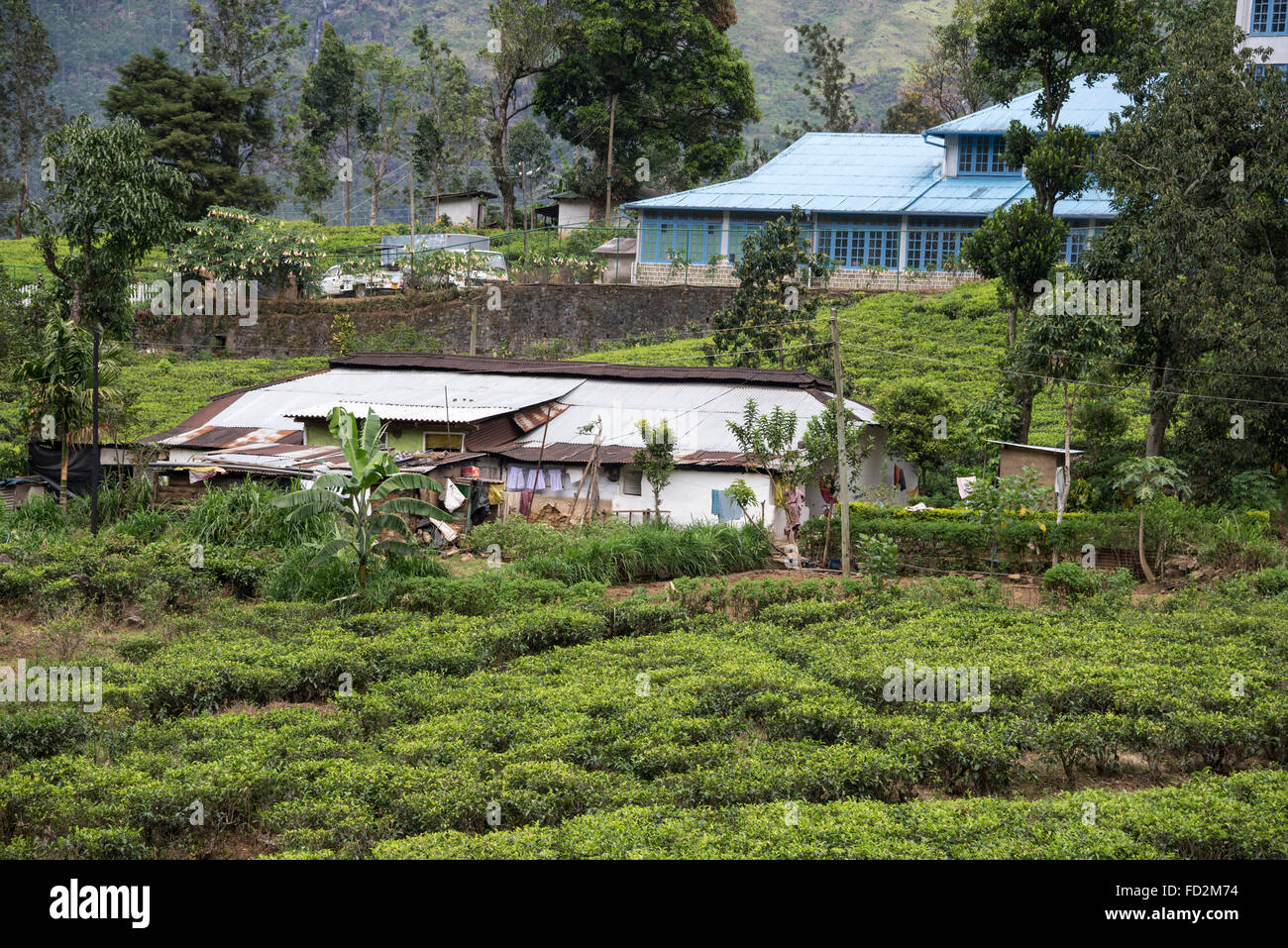 Tea gardens hi-res stock photography and images - Alamy