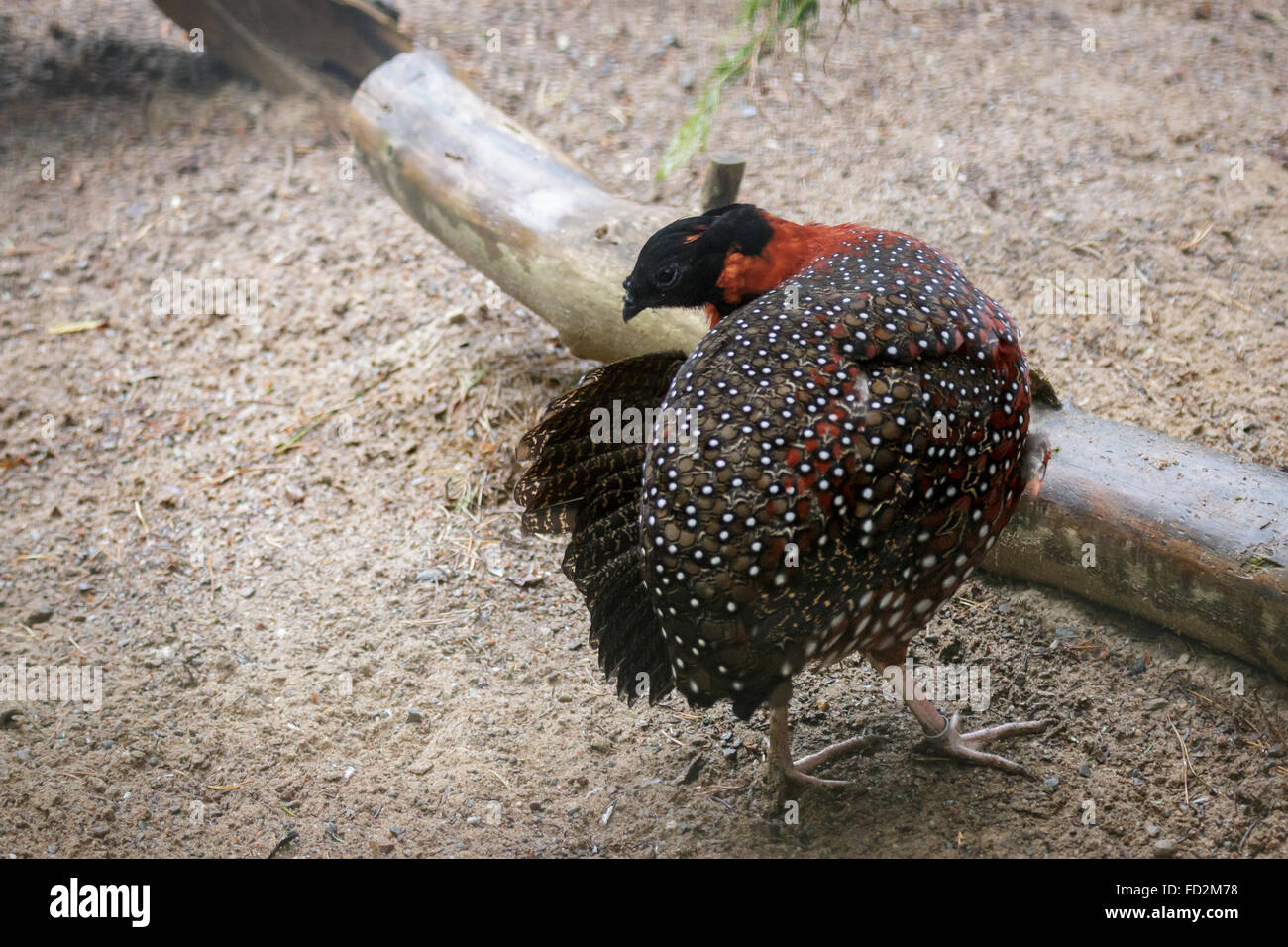 Satyr Tragopan (Tragopan satyra Stock Photo - Alamy