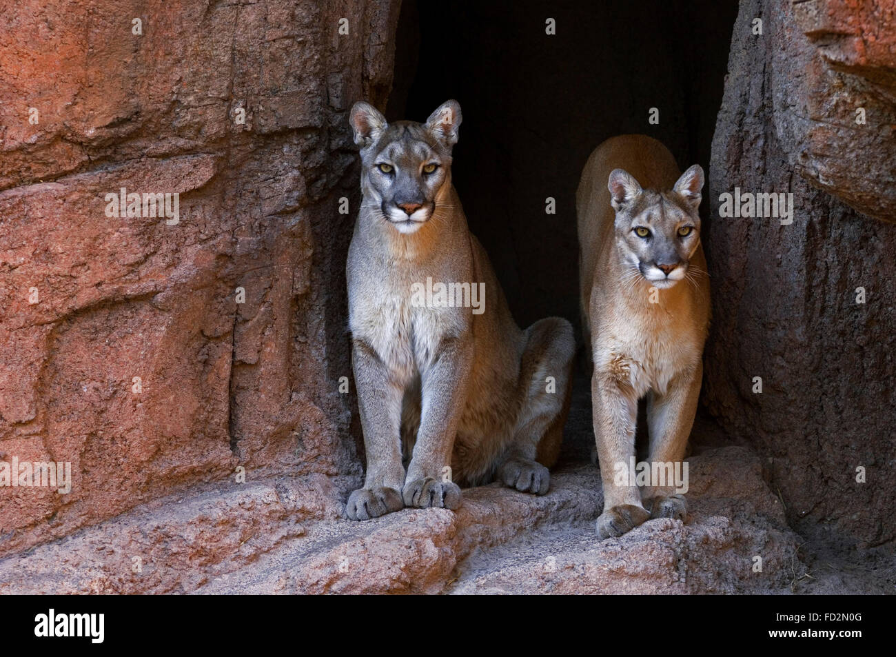 Two pumas / mountain lions / cougars (Felis concolor) at entrance of ...
