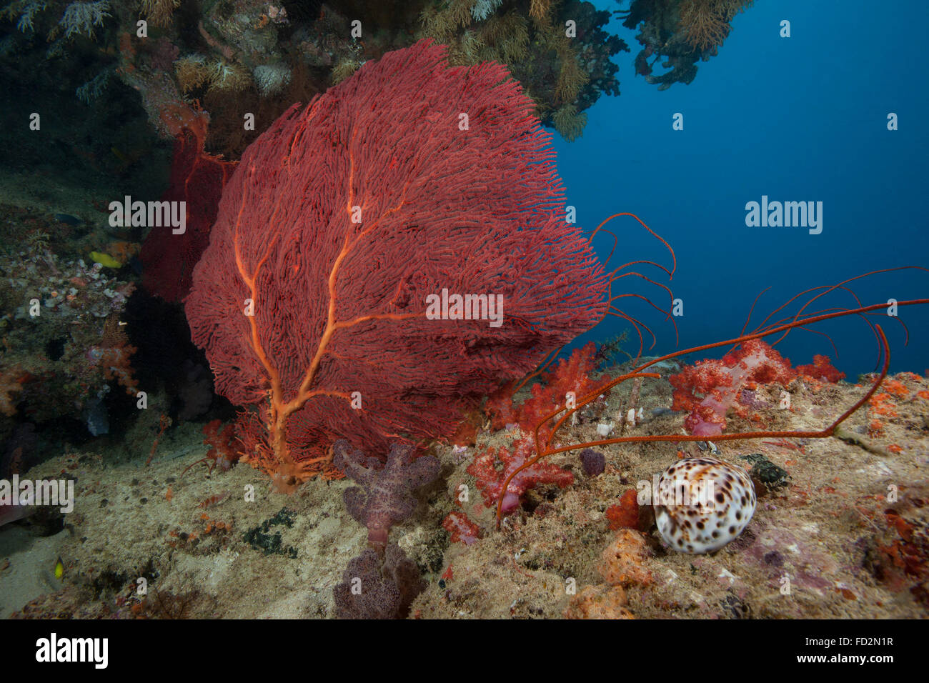 A large red gorgonian sea fan and large tiger cowrie (Cypraea tigrisis ...