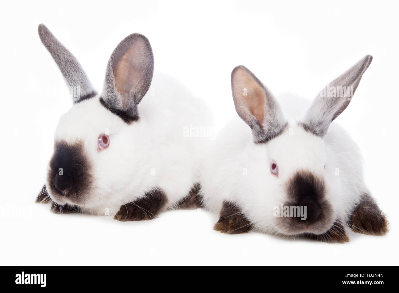 Pets cute hi-res stock photography and images - Alamy