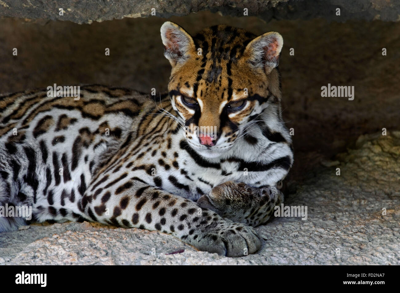 Ocelot (Leopardus pardalis / Felis pardalis) resting in shade in rock ...
