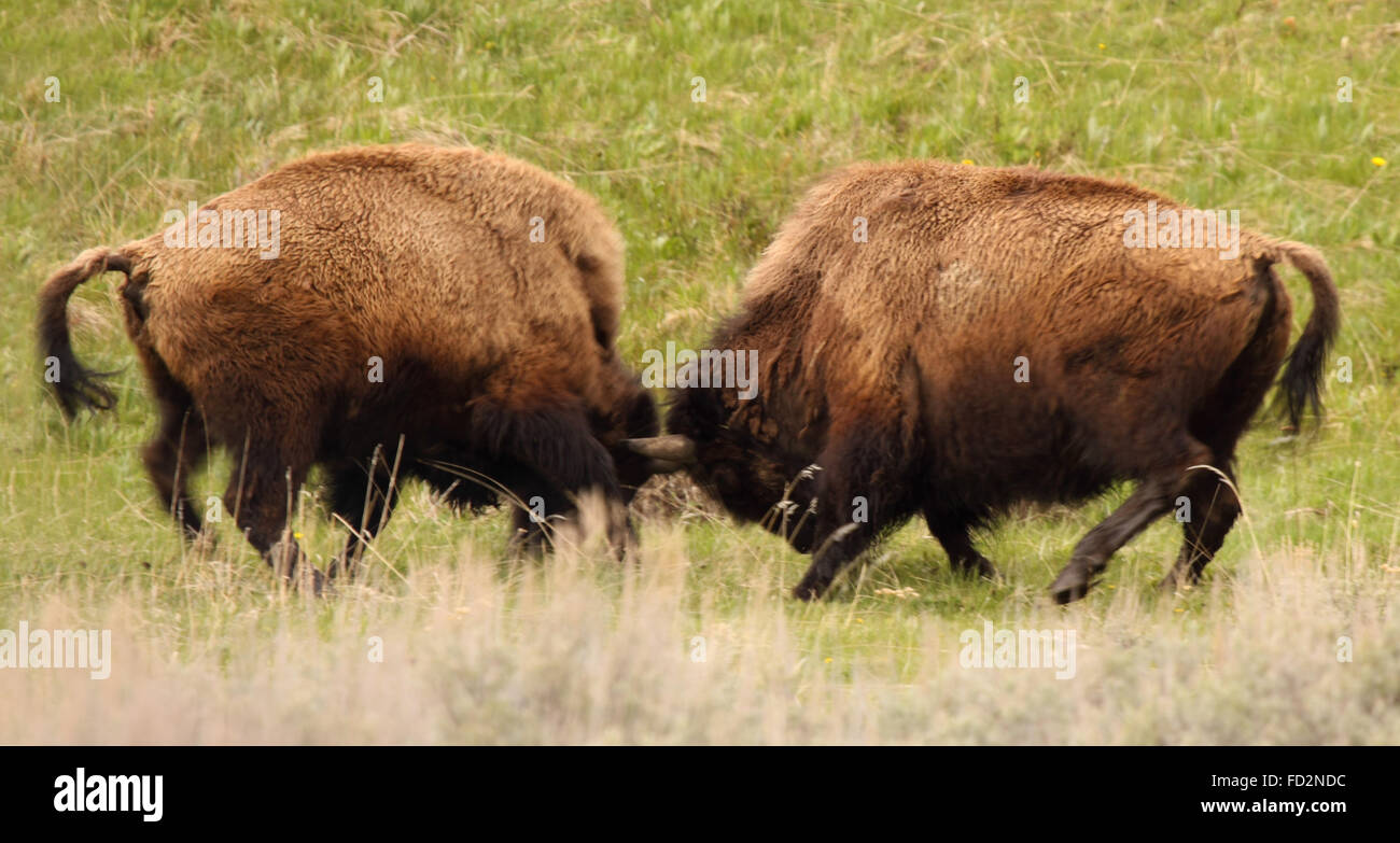 American Bison in a battle of horns and thunder Stock Photo - Alamy