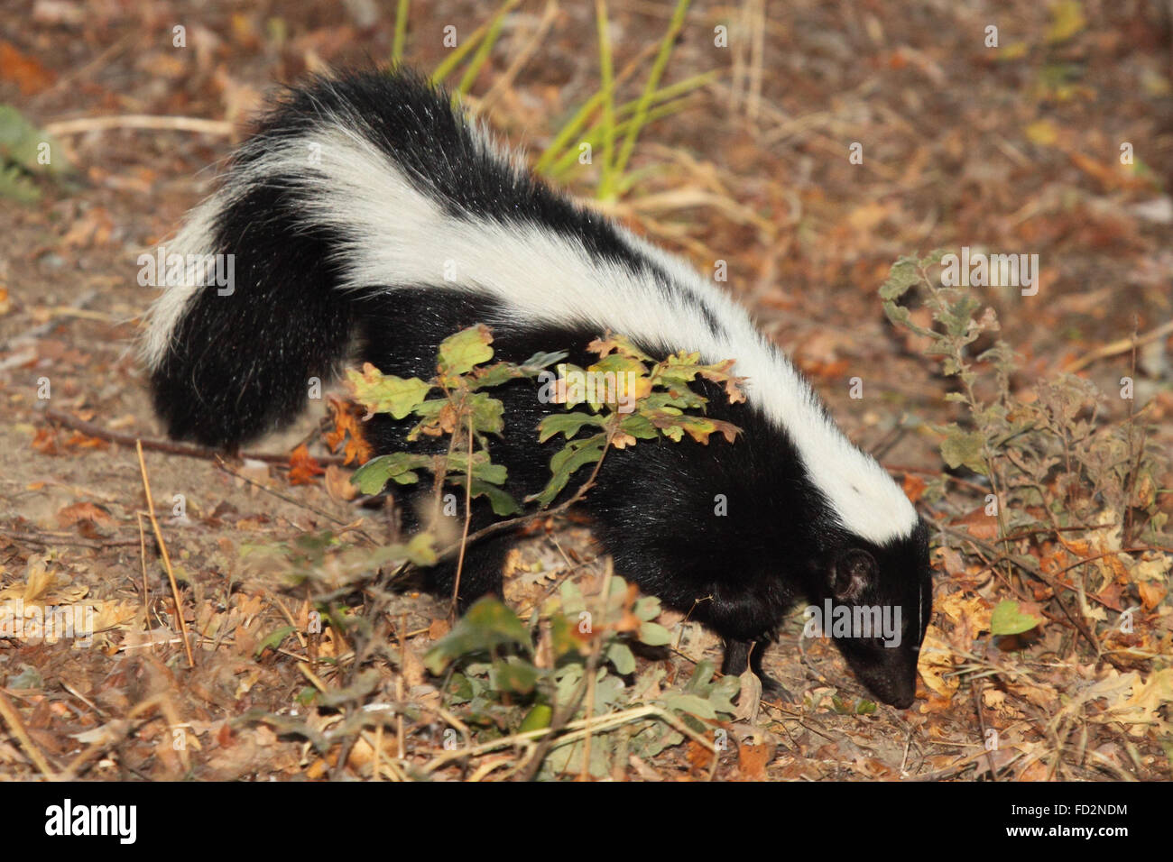 Striped skunk hi-res stock photography and images - Alamy