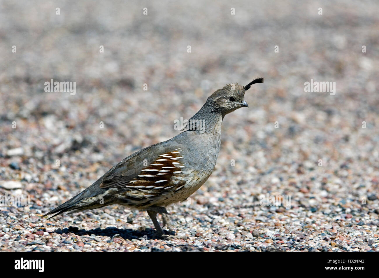 Gambel's quail sonora desert High Resolution Stock Photography and ...