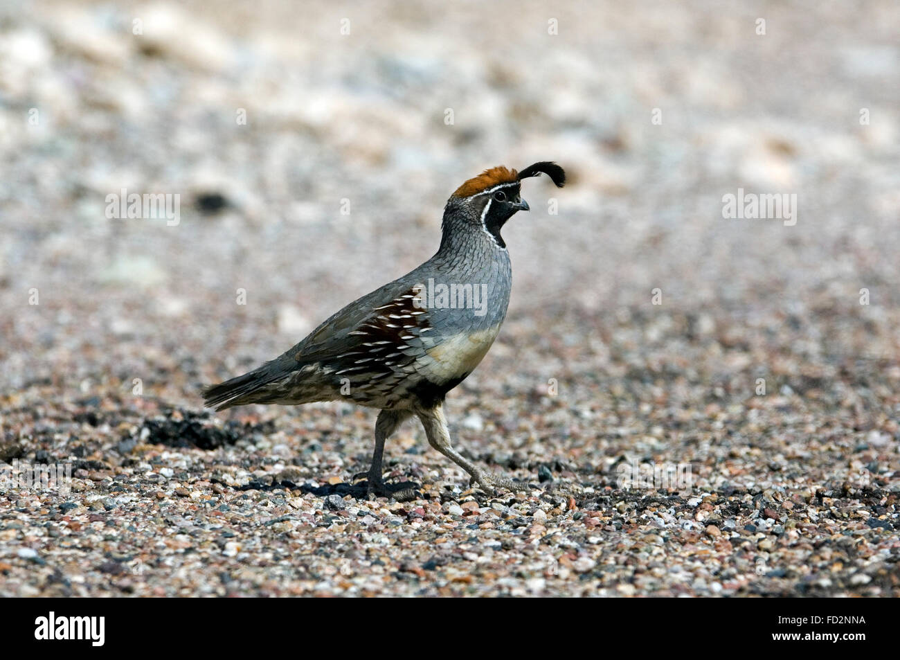 Gambel's quail sonora desert High Resolution Stock Photography and ...