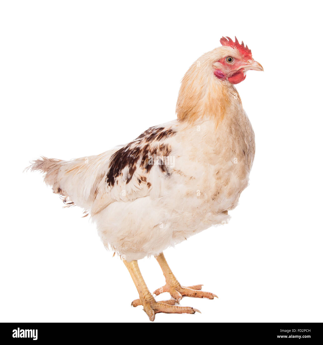 Real chicken Cut Out Stock Images & Pictures - Alamy